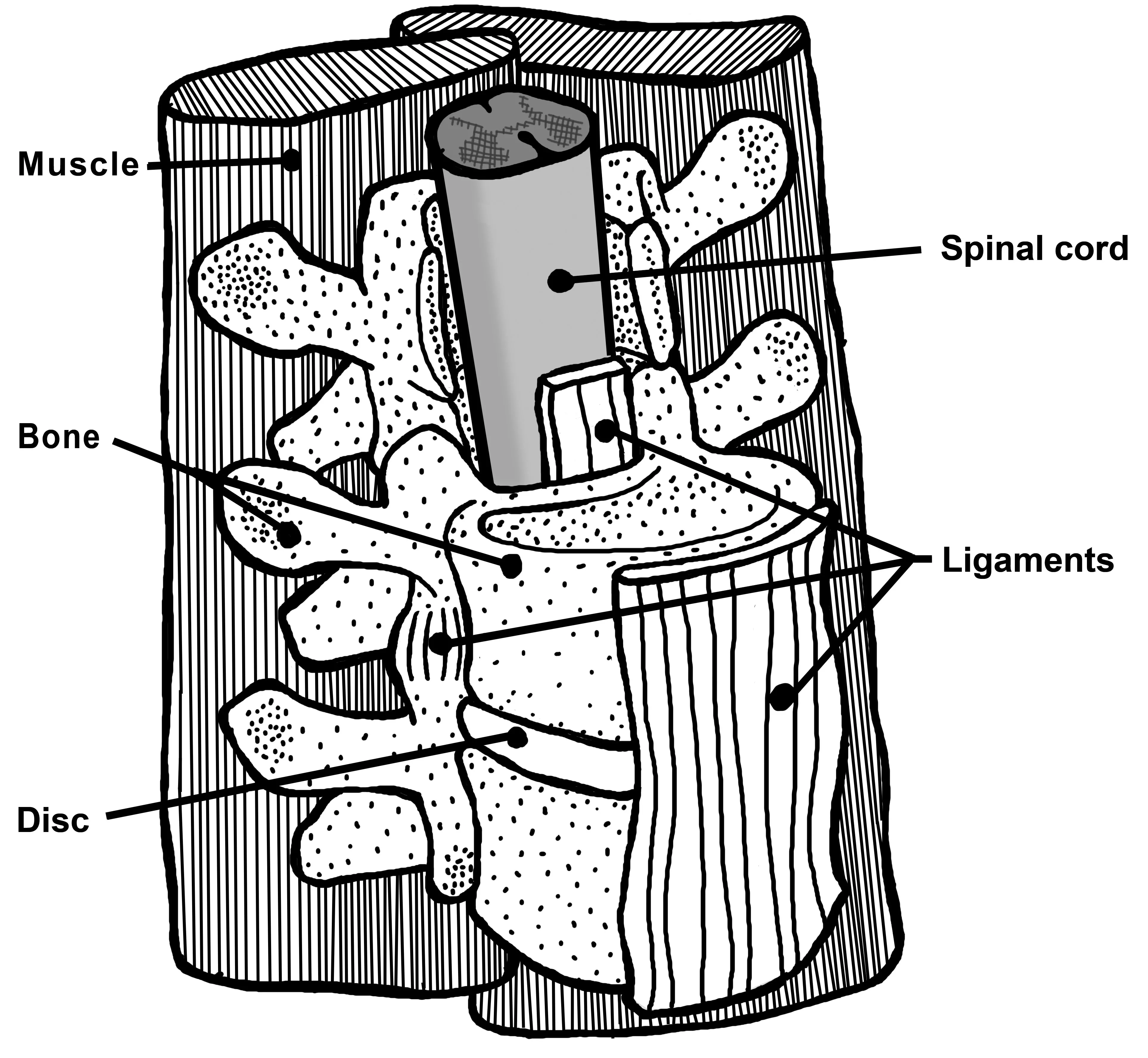 How Is The Spinal Cord Protected University Of Iowa Hospitals Clinics How Is The Spinal Cord Protected University Of Iowa Hospitals Clinics