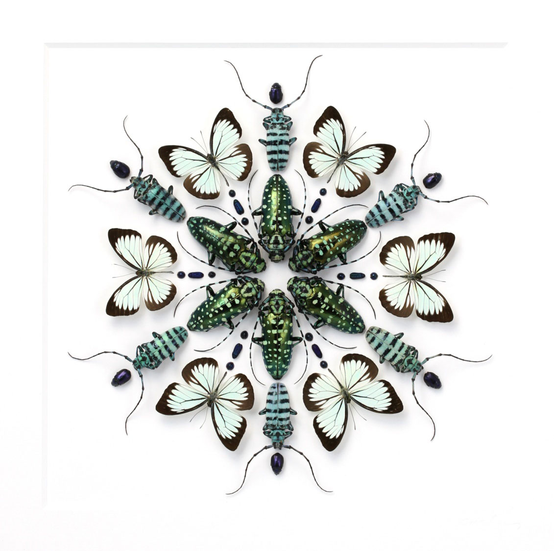 Elegans Prism | University of Iowa Health Care Stead Family Children's ...