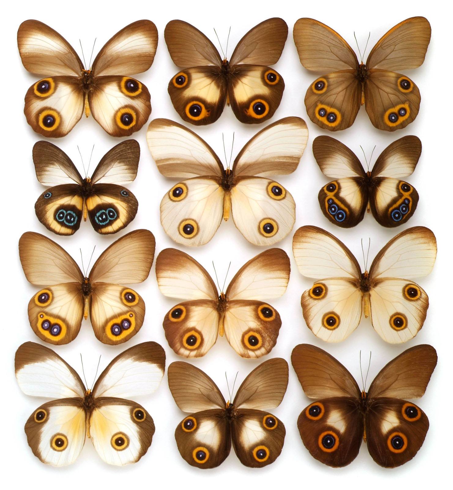 Taenaris | Stead Family Children's Hospital